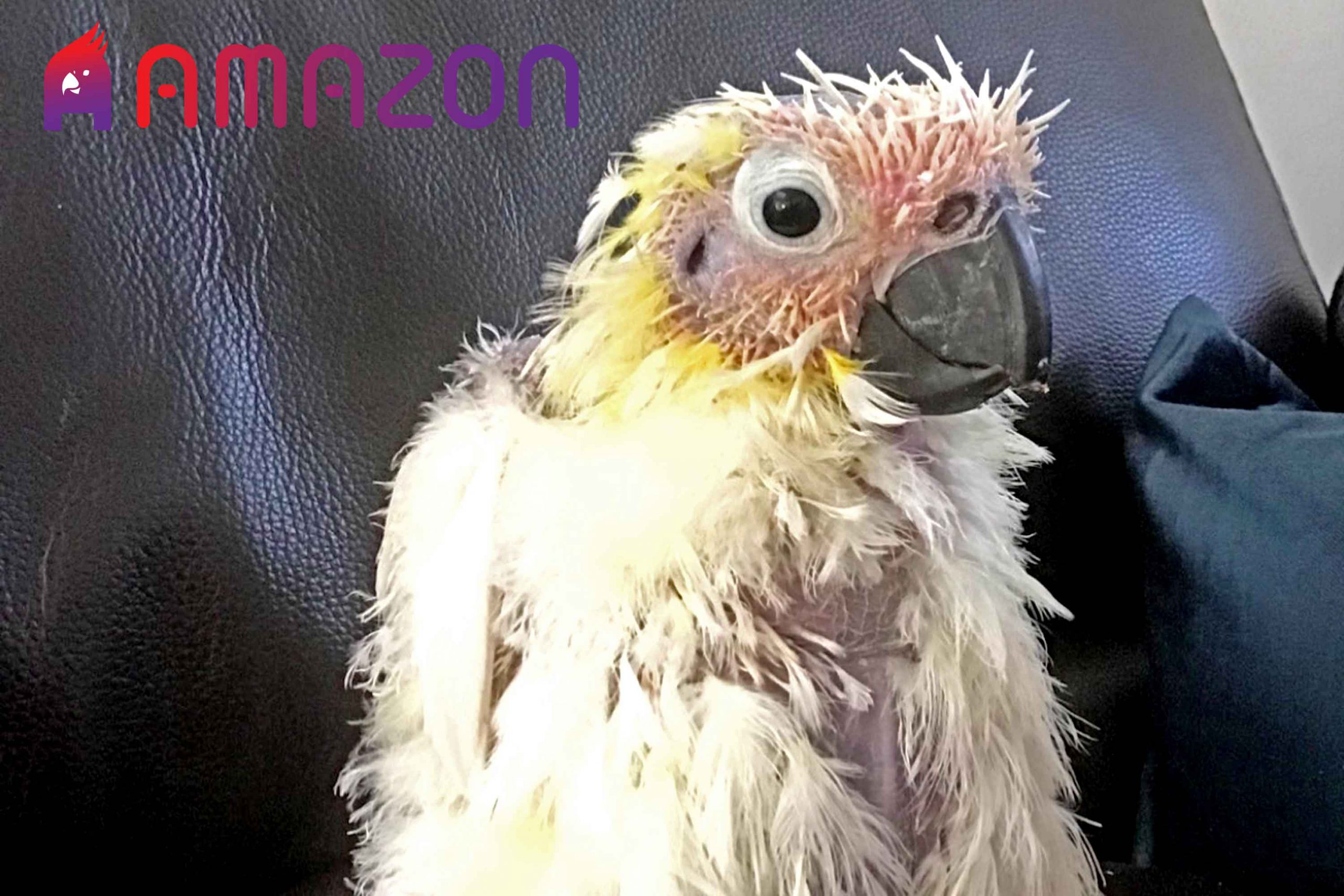 بیماری pbfd پرندگان-3 مورد مهم علائم pbfd پرندگان