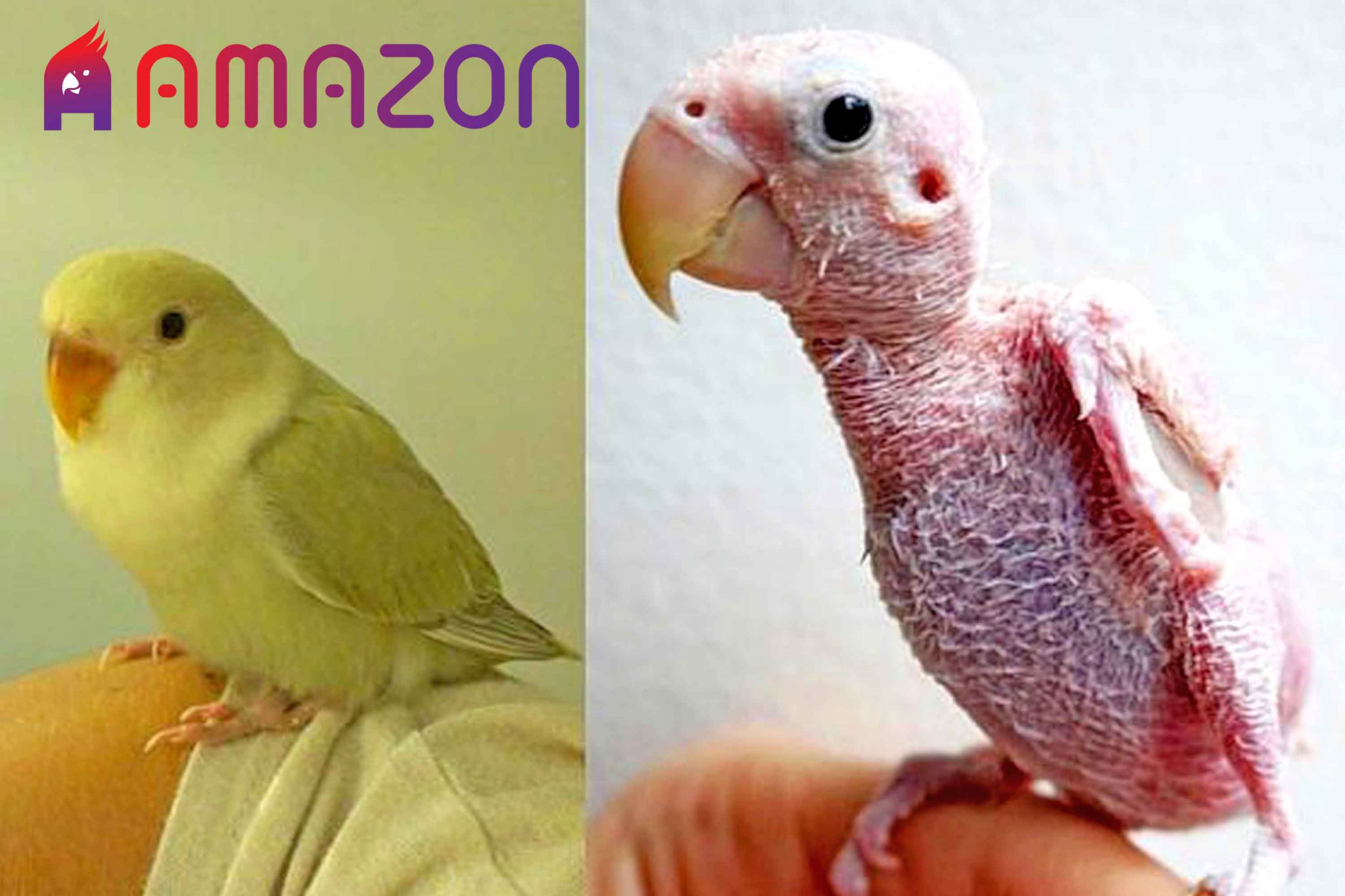 بیماری pbfd پرندگان-3 مورد مهم علائم pbfd پرندگان